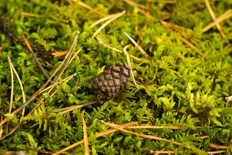 Bump on the moss stock photo. Image of forest, greens - 99874236