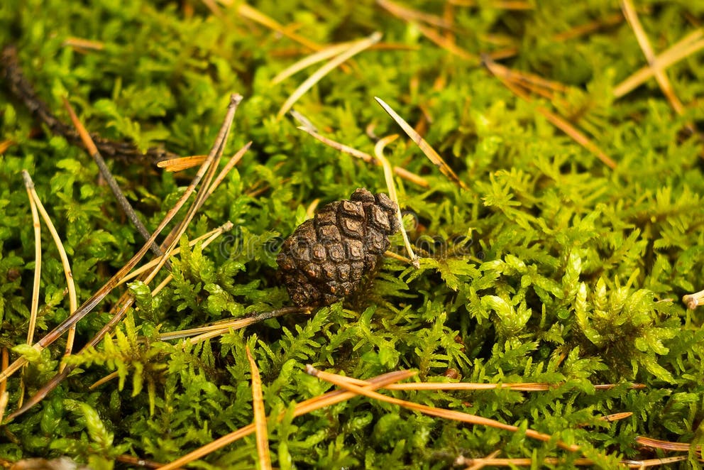 Bump on the moss stock photo. Image of forest, greens - 99874236