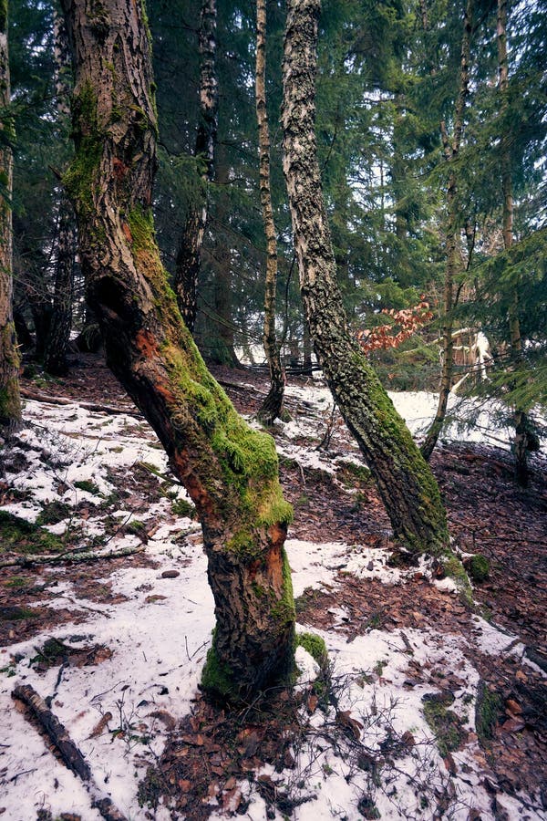 Bumpy Beech in the Autumn Forest Covered with Moss, Dry Leaves on the ...