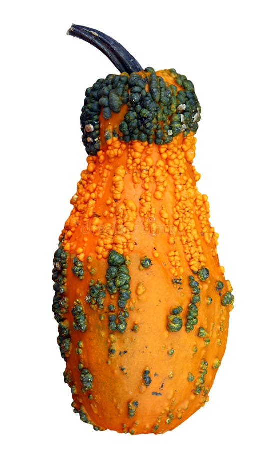 Bumpy gourd stock photo. Image of pumpkin, food, ornamental - 40268978