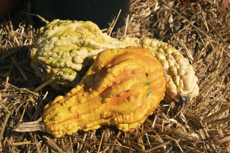 Bumpy Gourd Display Close-Up Stock Image - Image of ornmental, autum ...