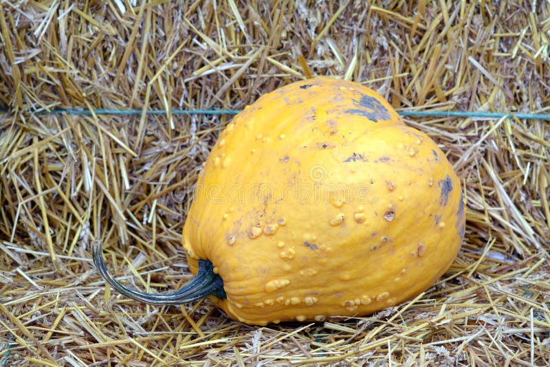 Bumpy gourd stock image. Image of gourd, festival, orange - 65524997