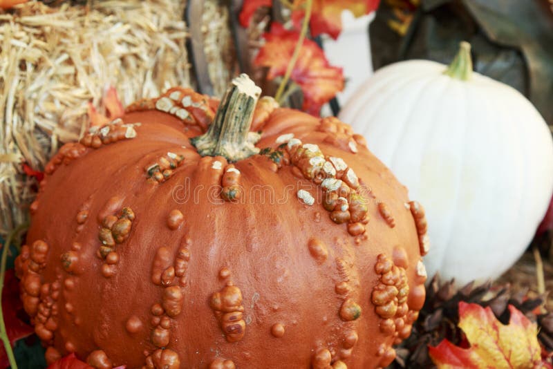 Bumpy Orange Pumpkin, Leaves, and Hay Bale Creating a Fall Display ...