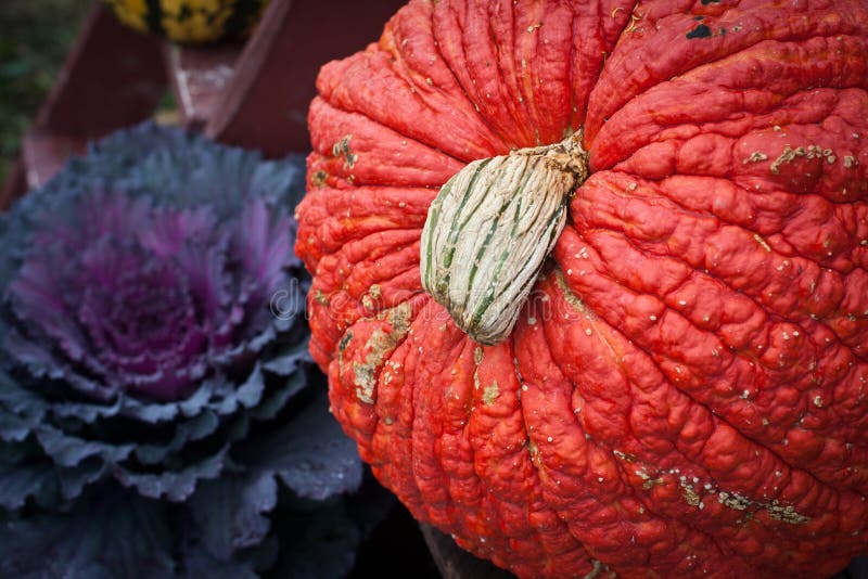 Bumpy Orange Pumpkin beside Ornamental Kale Stock Photo - Image of ...