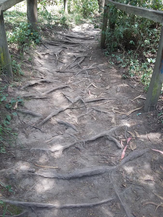 Bumpy Path Full of Roots in Mystical Forest. a Forest Road with Roots ...