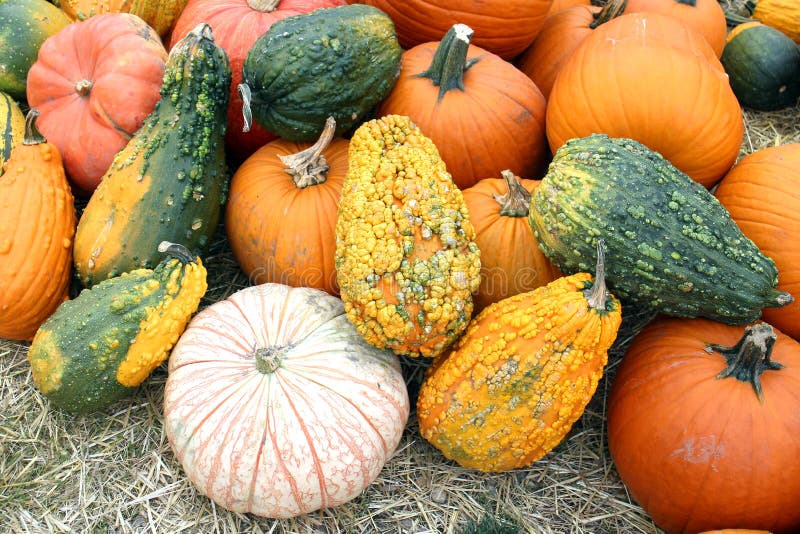 Bumpy Pumpkin stock photo. Image of decorative, autumn - 4226676