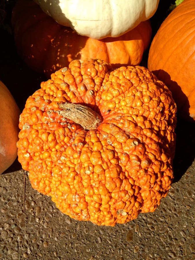 Bumpy Pumpkin stock photo. Image of gourd, pumpkin, autumn - 33086662