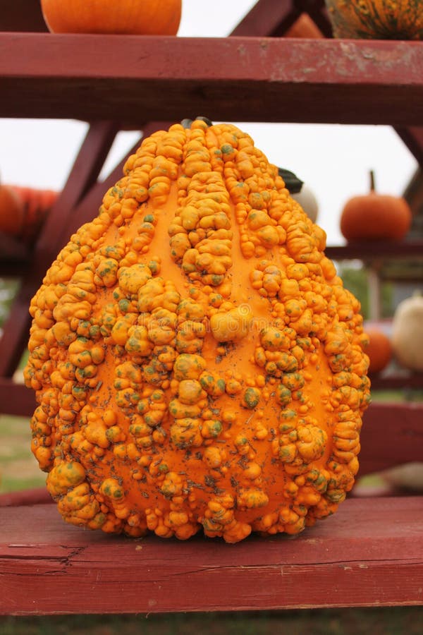 Bumpy Pumpkin stock image. Image of decoration, thanksgiving - 61150957