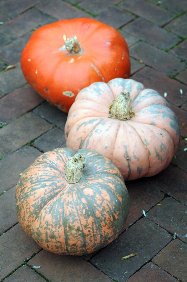 Bumpy pumpkin stock photo. Image of bumpy, pumpkin, gourd - 44204888