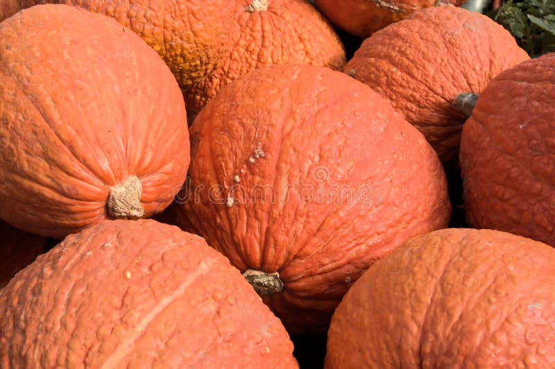 Bumpy pumpkins in the dark stock image. Image of bumpy - 61018875