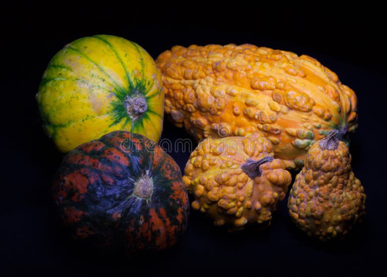 Bumpy pumpkins in the dark stock image. Image of bumpy - 61018875