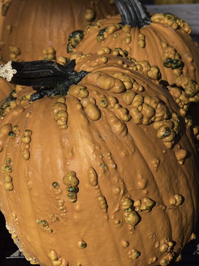Bumpy pumpkins in the dark stock image. Image of bumpy - 61018875