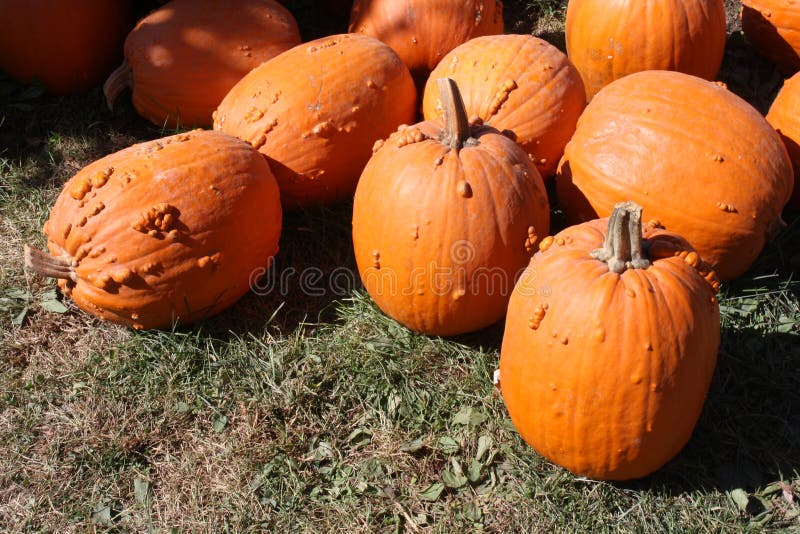 Bumpy pumpkins in the dark stock image. Image of bumpy - 61018875