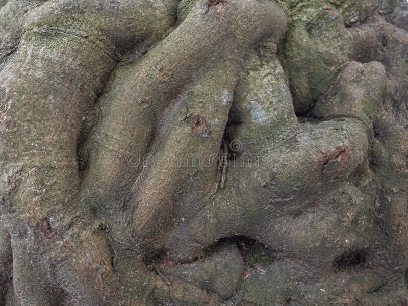 Bumpy Tree Bark. Bark Structure. Tree Trunk Close-up Stock Photo ...