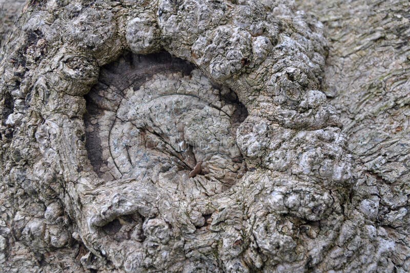 Old bumpy tree trunk stock image. Image of forest, plant - 72210105