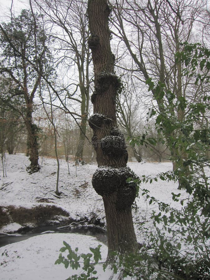 Unusual growth on tree stock image. Image of tree, national - 54571441