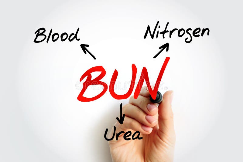 BUN - Blood Urea Nitrogen Acronym, Medical Concept Background Stock ...