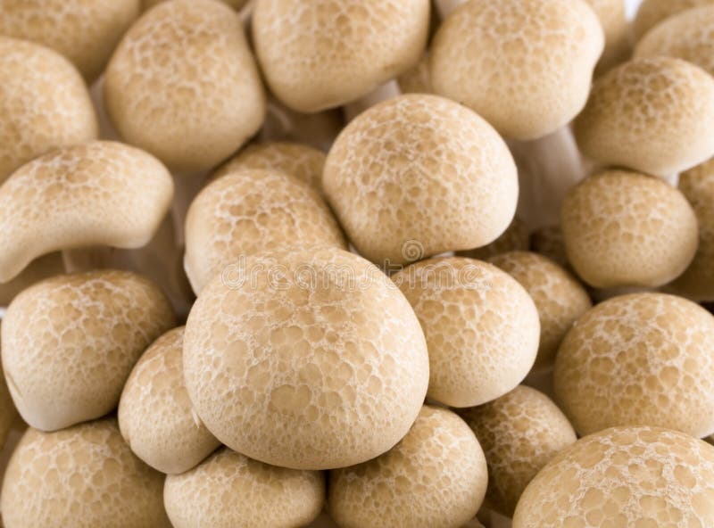 Buna Shimeji Mushroom Picture. Image: 6223076