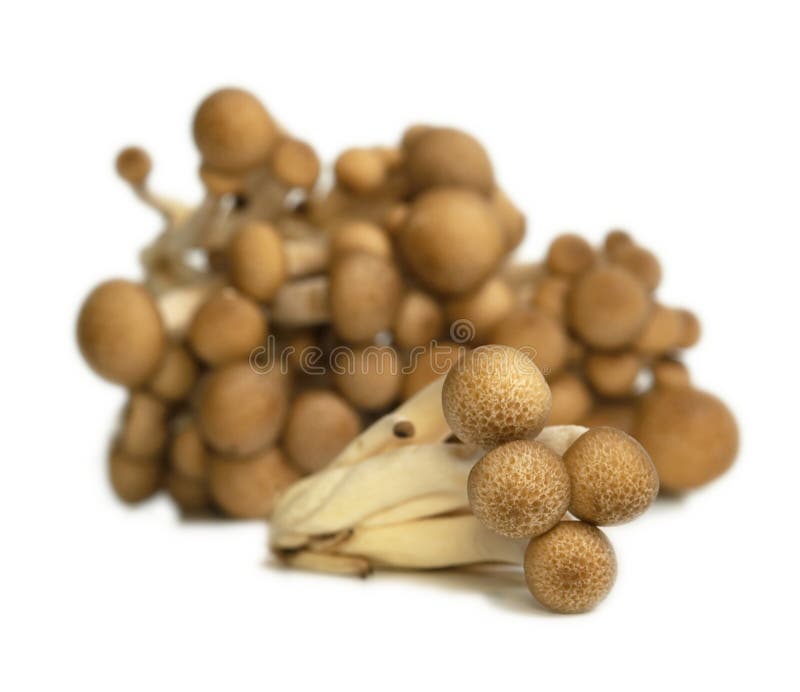 Buna Shimeji mushrooms stock image. Image of shimeji - 13371505