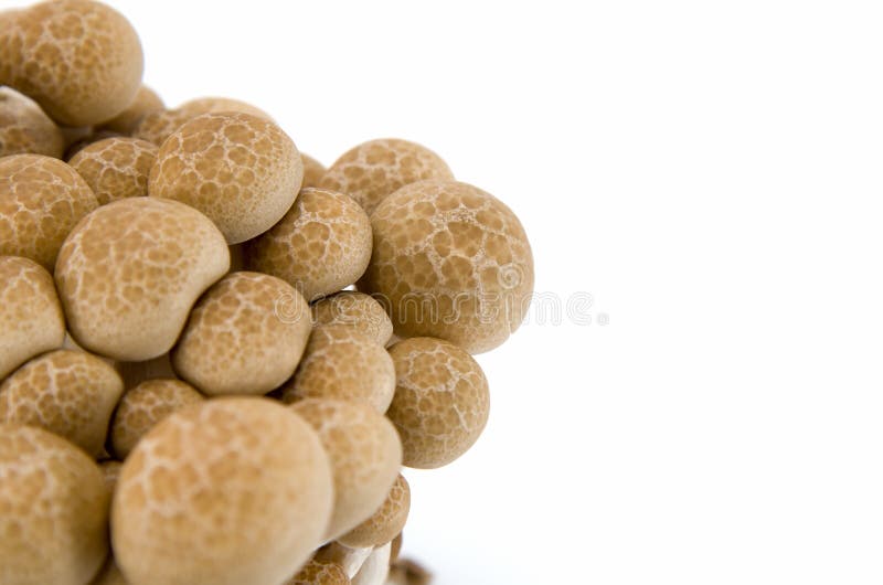 Buna Shimeji mushrooms. stock photo. Image of bunashimeji - 40774950