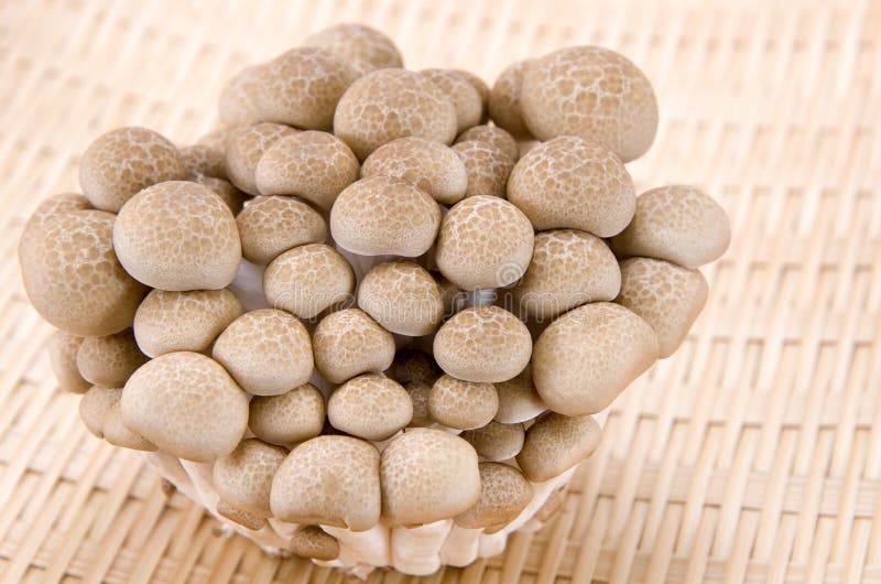 Buna Shimeji mushrooms. stock image. Image of shimeji - 40774955