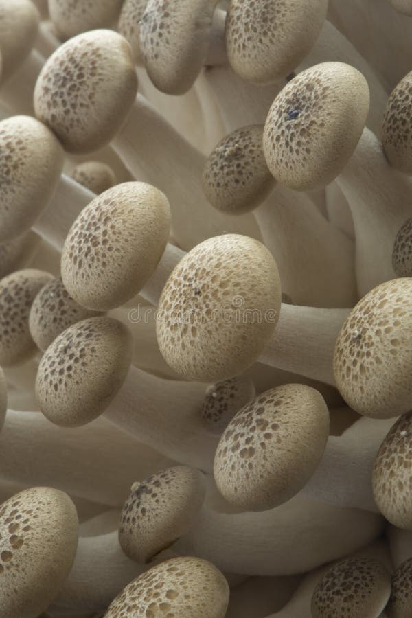 Bunashimeji mushrooms stock image. Image of exotic, mushrooms - 36662117