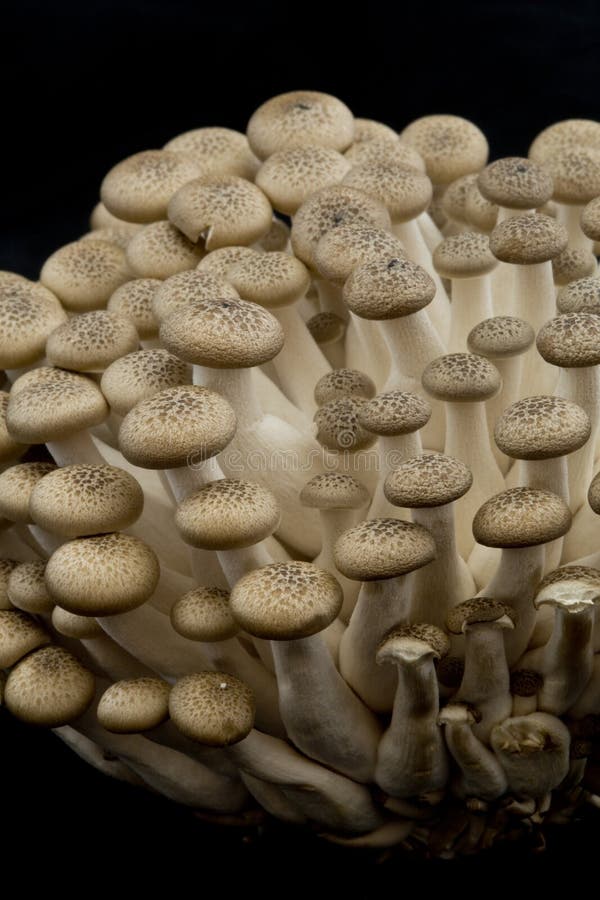 Bunashimeji mushrooms stock photo. Image of cuisine, brown - 36662330