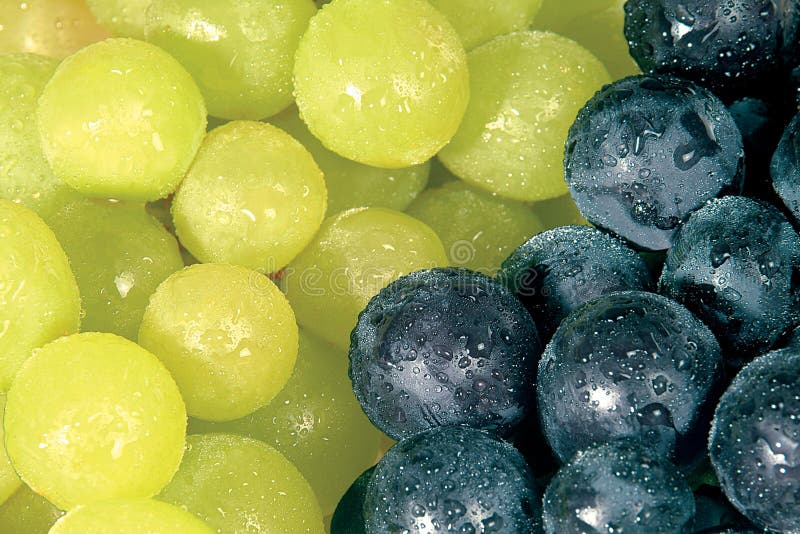 Bunch stock photo. Image of green, bunches, food, crop - 117462