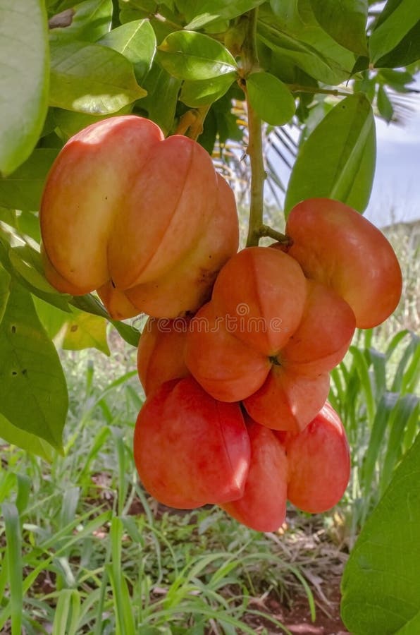 Bunch of Achee Hanging stock photo. Image of fruitful - 198979798