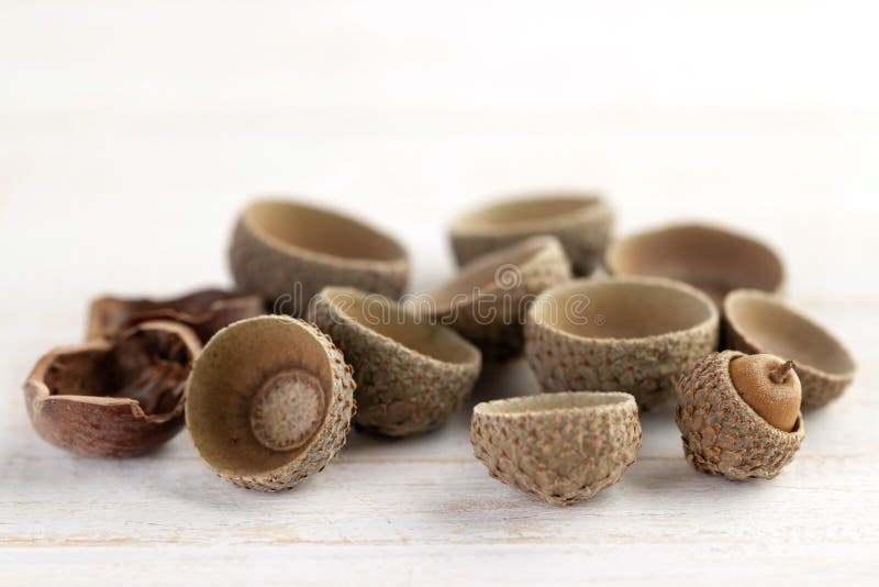Bunch Acorn Heads Caps Empty Shells with One Full Little Seed Isolated ...