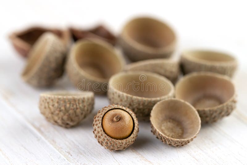 Bunch Acorn Head Cap with Empty Nut Shell Isolated on Light Painted ...