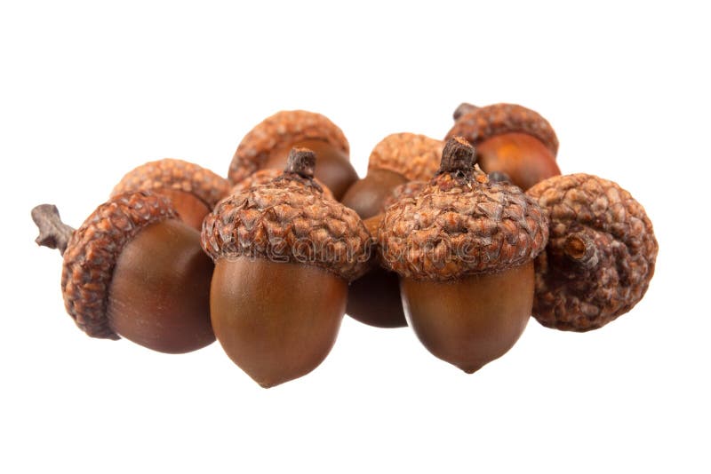 Bunch of acorns stock photo. Image of tree, autumn, acorn - 26999484