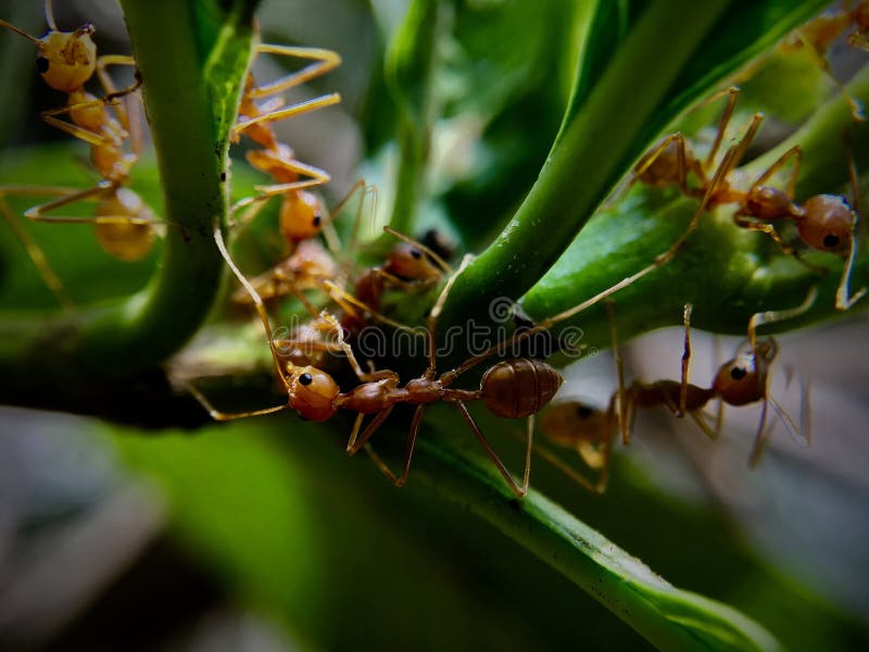 Bunch of ant stock photo. Image of branch, plant, animal - 210987750