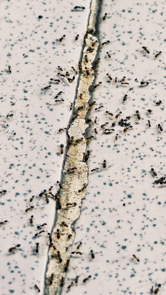 A Bunch of Ants on the Floor Stock Image - Image of trunk, wood: 361509653