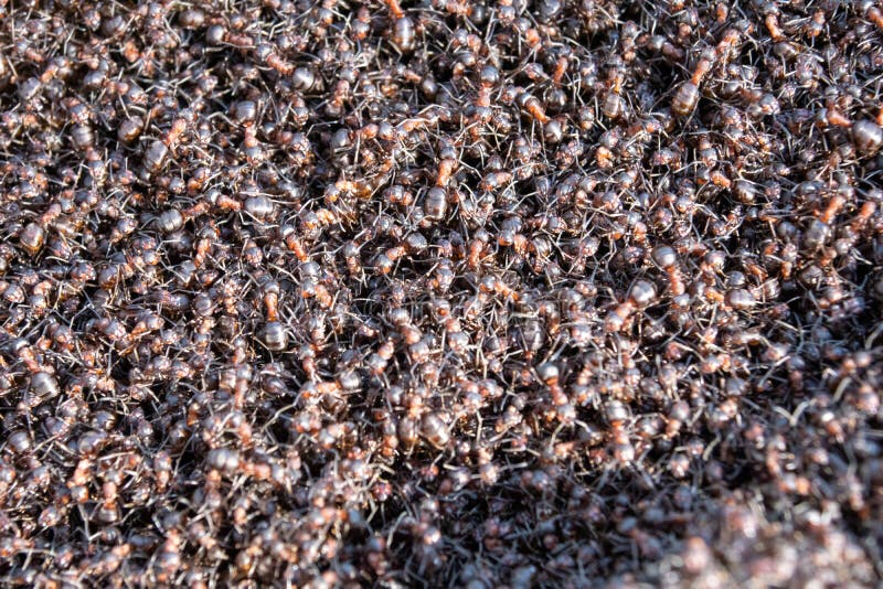 3,472 Ants Texture Stock Photos - Free & Royalty-Free Stock Photos from ...
