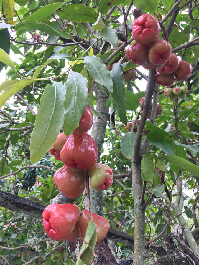A Bunch of Apple Trees on a Natural Tree. Stock Photo - Image of tree ...