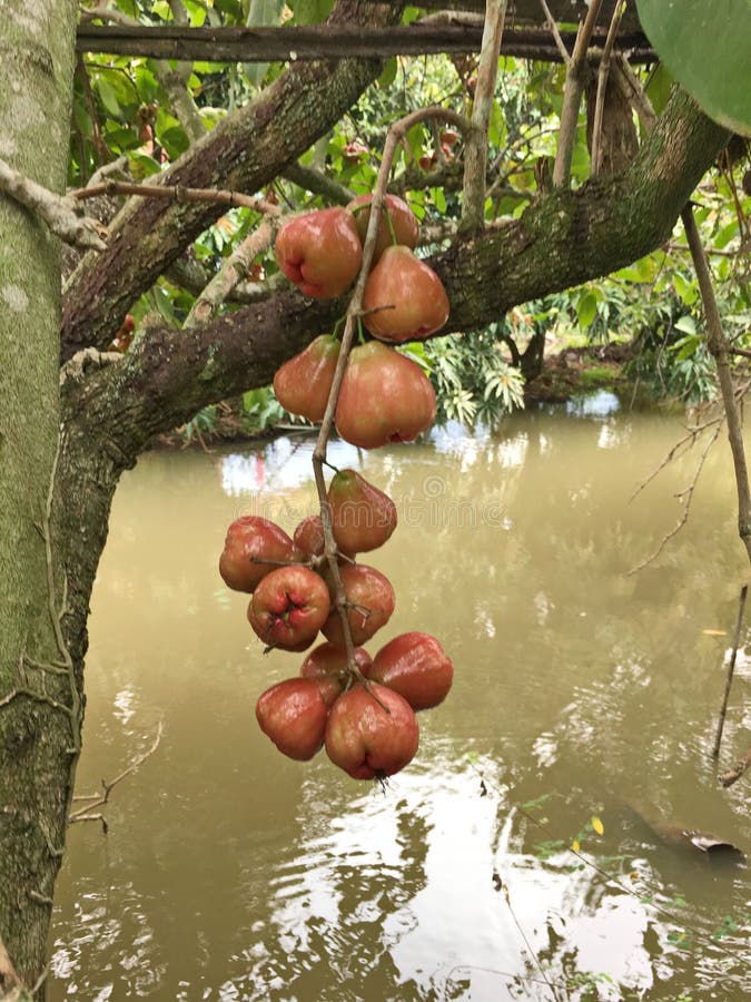 A Bunch of Apple Trees on a Natural Tree. Stock Image - Image of rose ...