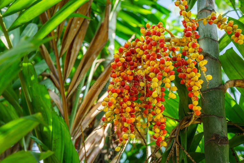 Bunch of Areca Catechu Fruits Stock Photo - Image of fruit, colorful ...