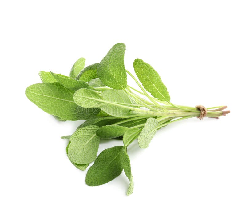 Bunch of Aromatic Fresh Sage Leaves on White Background Stock Image ...