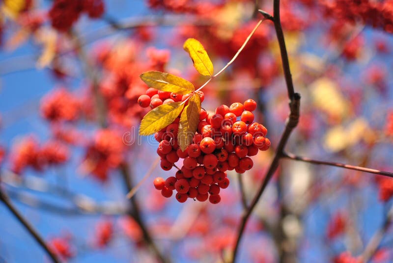 A bunch of ash stock image. Image of berries, clear, tree - 23691501