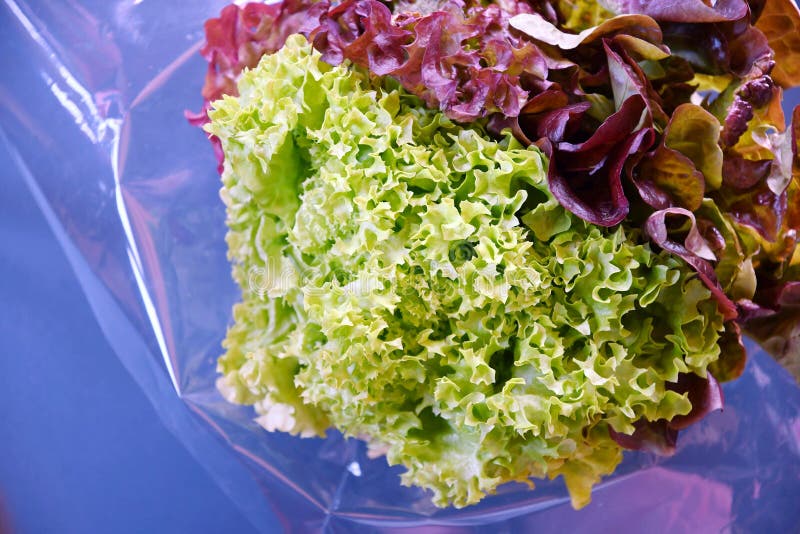 A Bunch of Assorted Fresh Lettuce in Plastic Packaging on a Blue ...