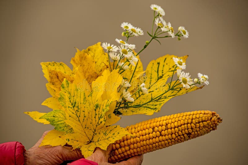 Bunch of Autumnal Colored Leaves with Flowers and Corn Cob in a Hand ...