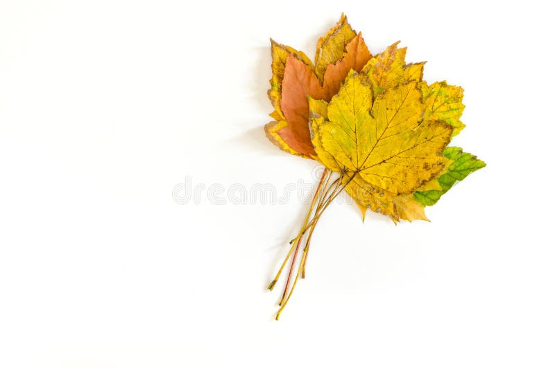 Bunch Of Autumnal Maple Leaves Stock Image - Image of vibrant, isolated ...