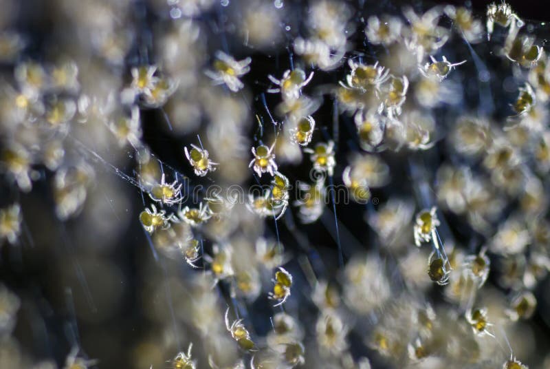 A bunch of baby Spiders stock photo. Image of mass, color - 90648100