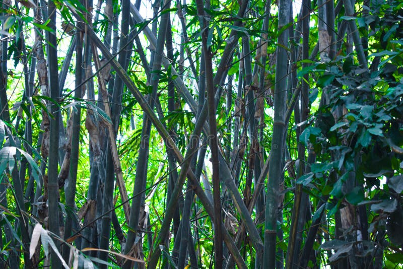 Bunch of Bamboo Branch in a Beautiful Green Bamboo Forest in the Wild ...