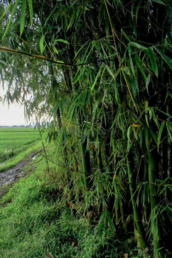 A Bunch of Bamboo Branches on the Edge of the River Stock Photo - Image ...