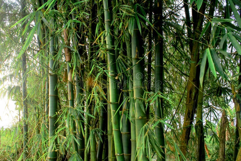 A Bunch of Bamboo Branches on the Edge of the River Stock Image - Image ...
