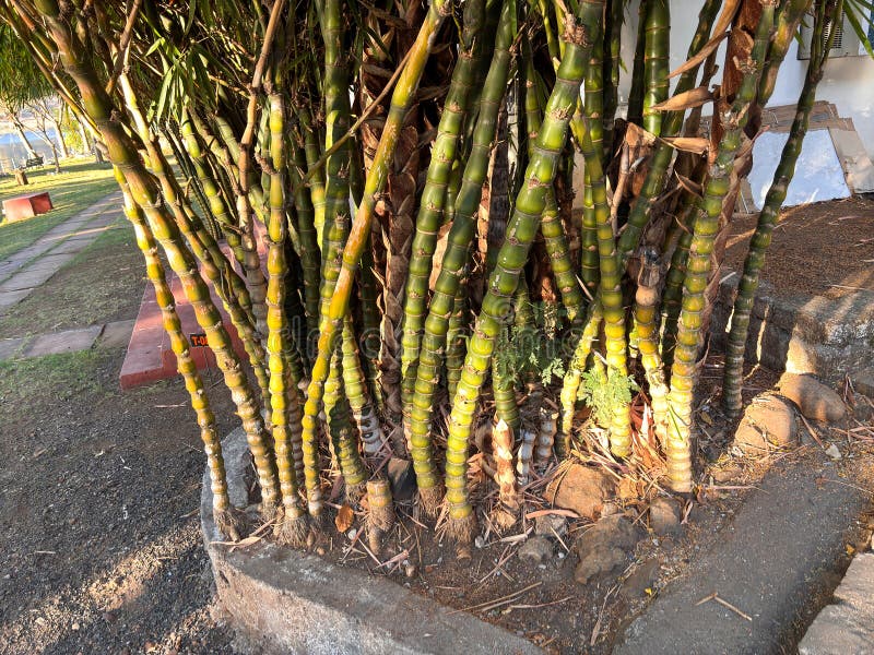 A Bunch of Bamboo Plants are Growing in a Pot Stock Image - Image of ...