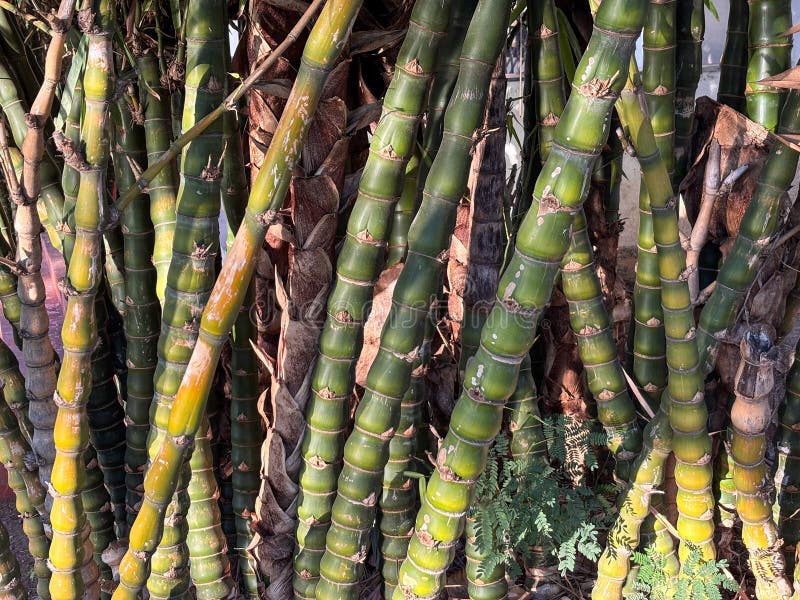 A Bunch of Bamboo Plants are Growing in a Pot Stock Photo - Image of ...
