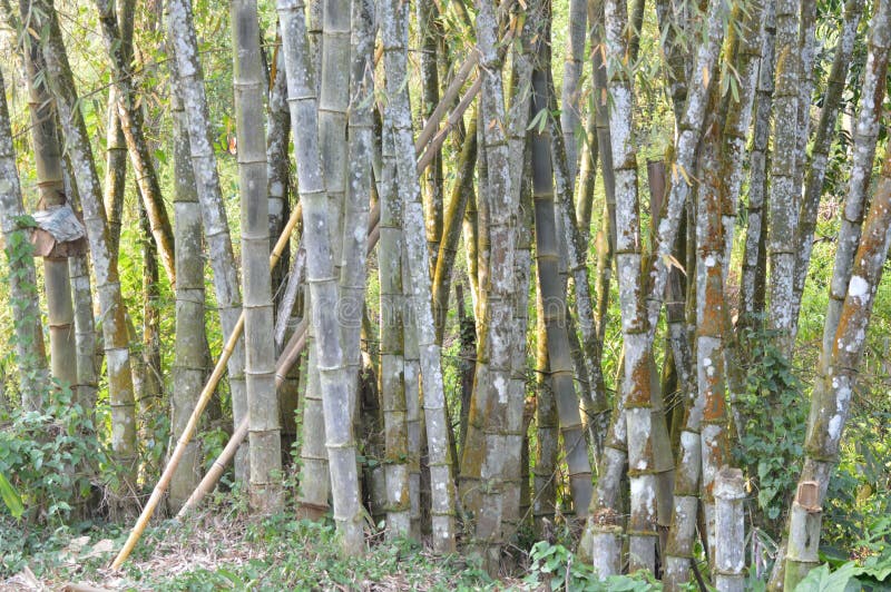 Bunch of Bamboo tree stock image. Image of growth, leaf - 113196101